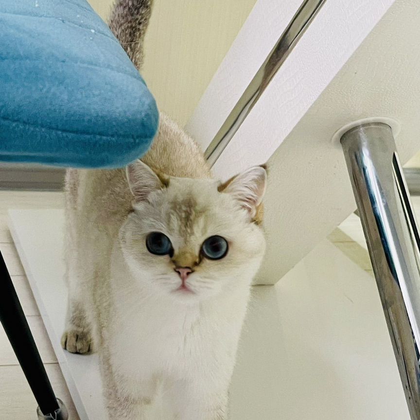Кошка шиншилла серебро