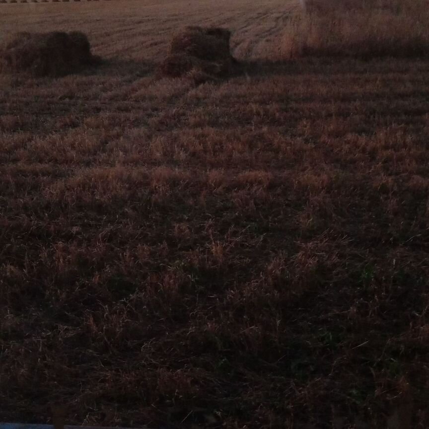 Овёс