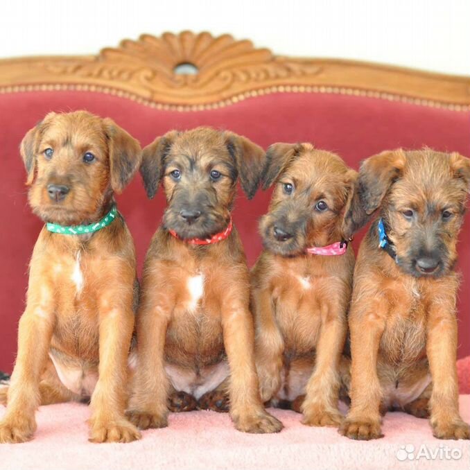 Ирландский терьер