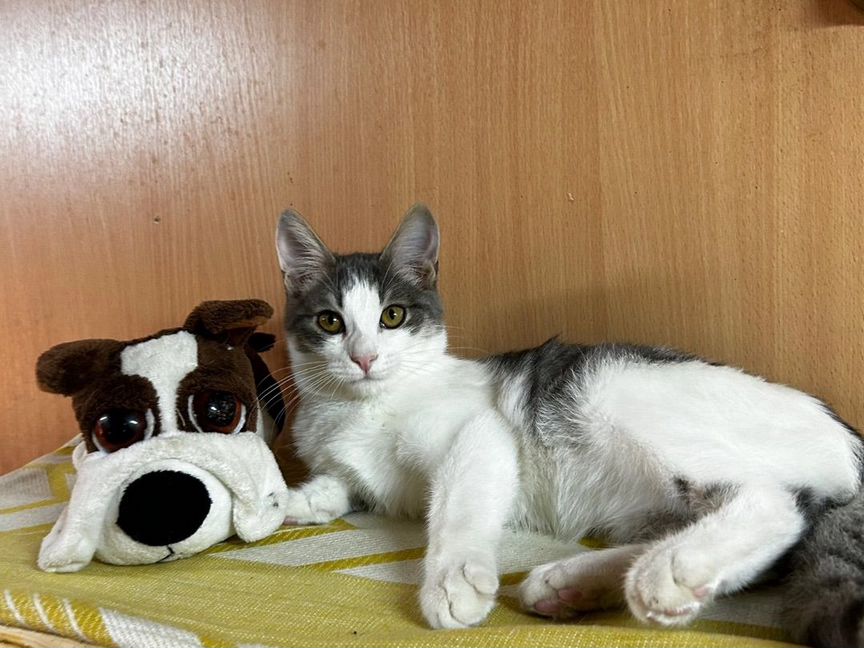 Котенок мальчик Сырок в добрые руки