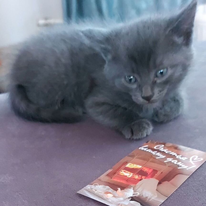 Котёнок в добрые руки