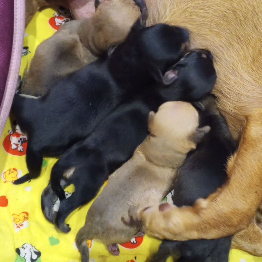 Такса, щенок