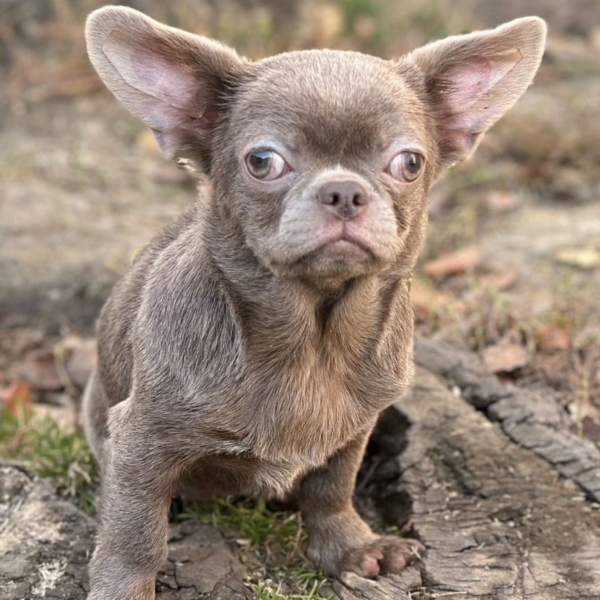 Чихуахуа, щенок