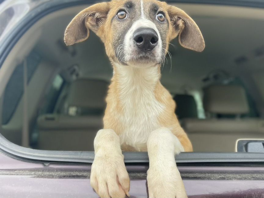 Чудесный щенок в добрые руки