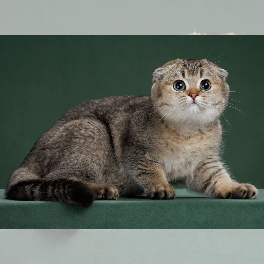 Шотландский вислоухий короткошёрстный котёнок