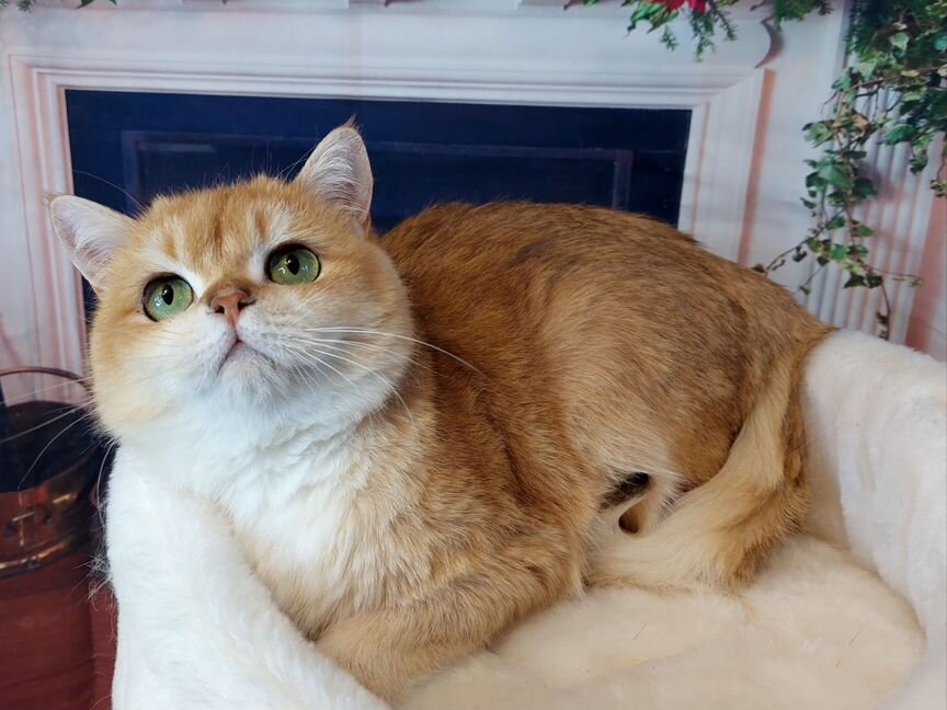 Золотой Британец