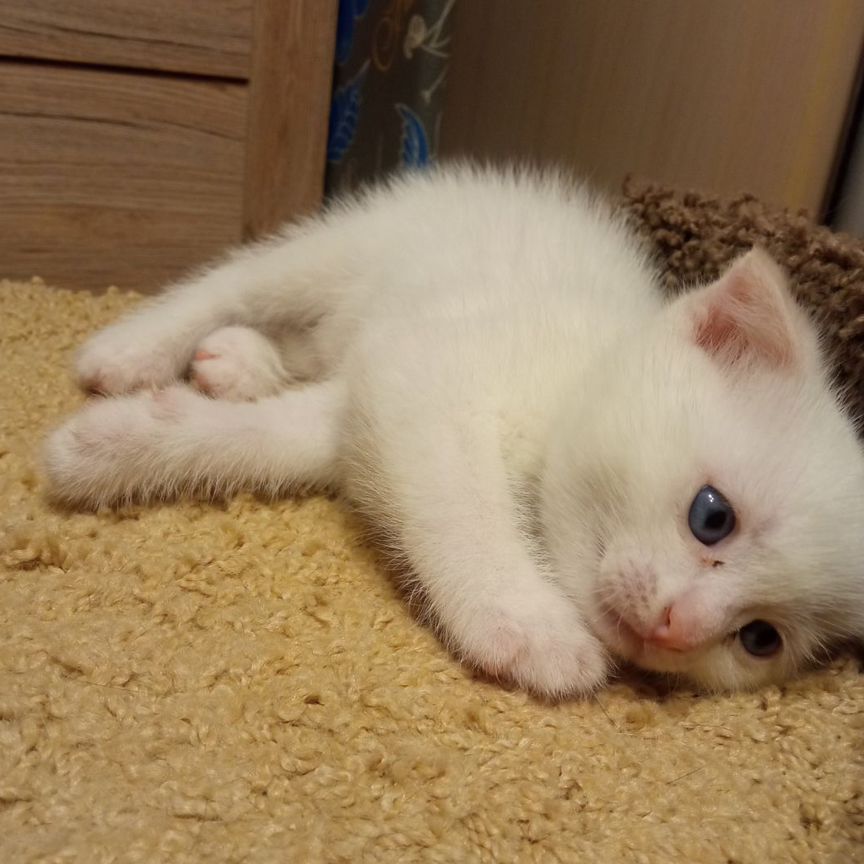 Шотландский вислоухий короткошёрстный котёнок