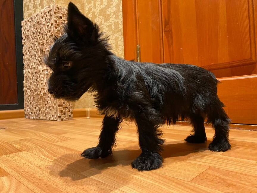 Йоркширский терьер щенки черные