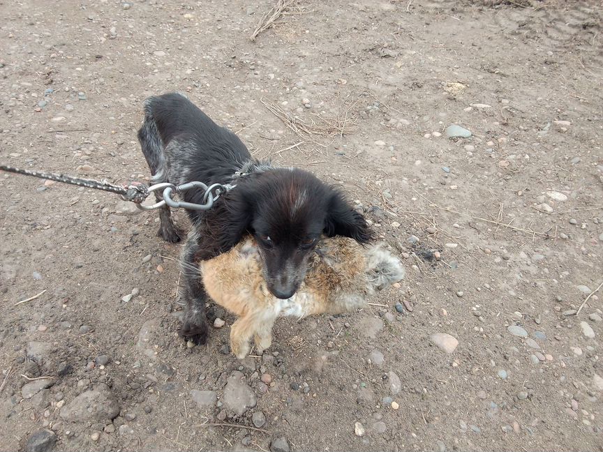 Собака спаниель