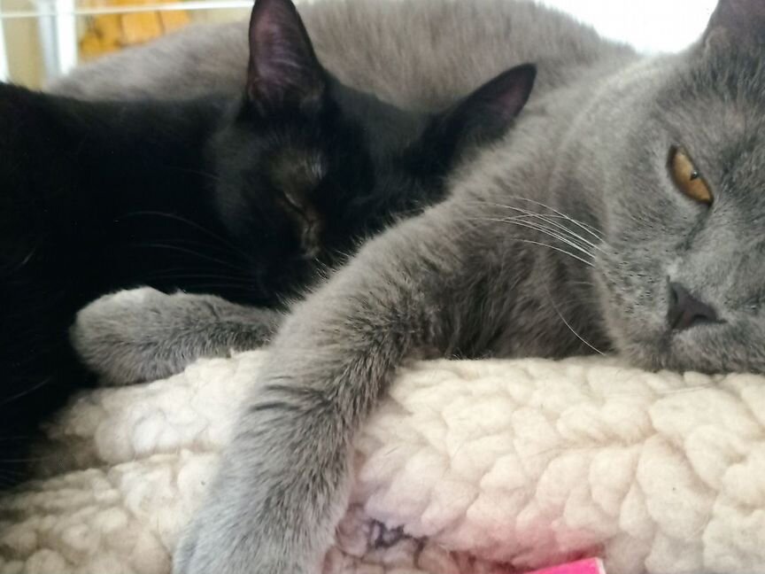 Котик и кошечка в одну семью