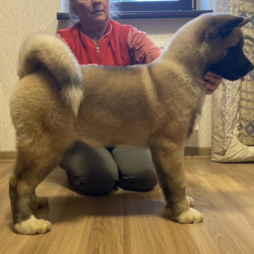 Щенок Американская акита