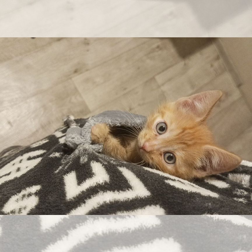 Отдам в добрые руки мальчик котенок