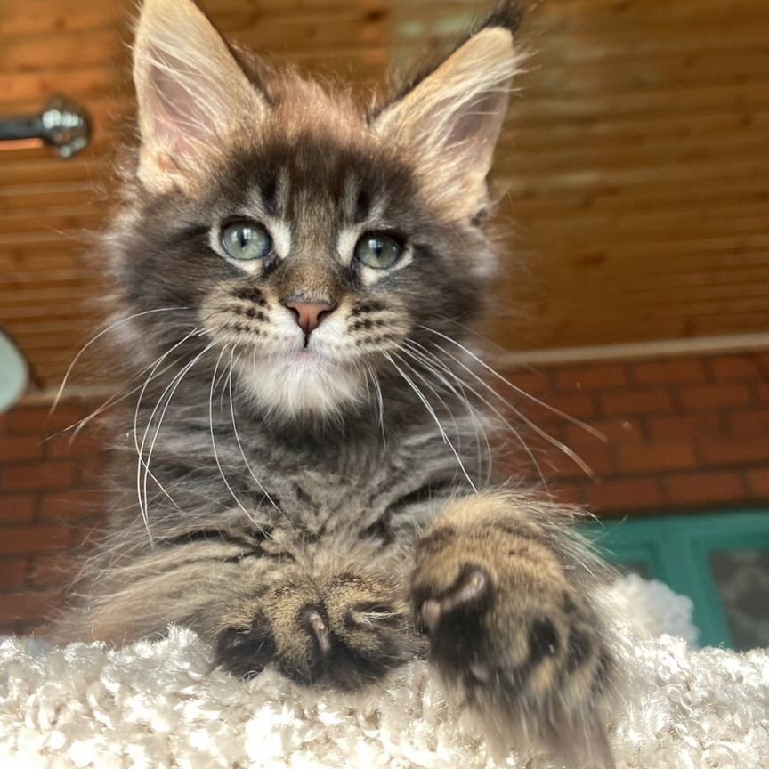 Мейн-кун мальчишка