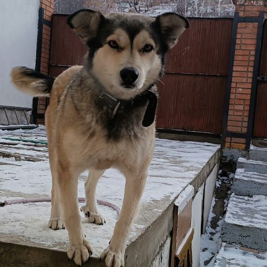 Собака в добрые руки