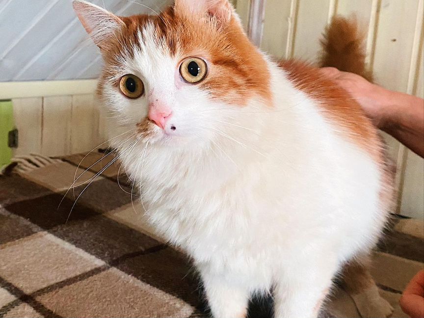 Знатный рыжий кот