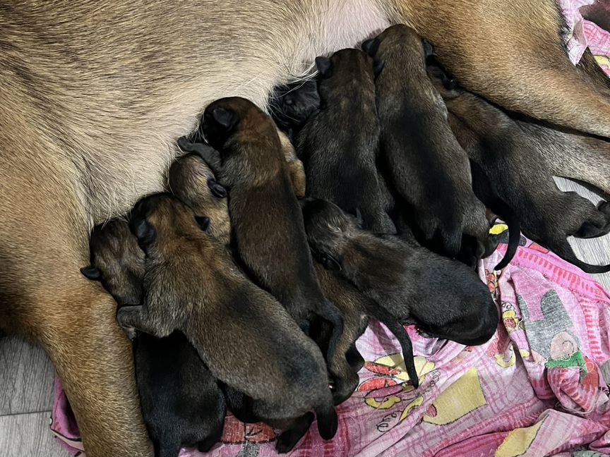 Щенок малинуа