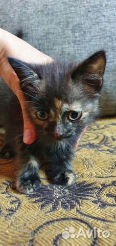 Голубоглазый парень и черепаховая девочка