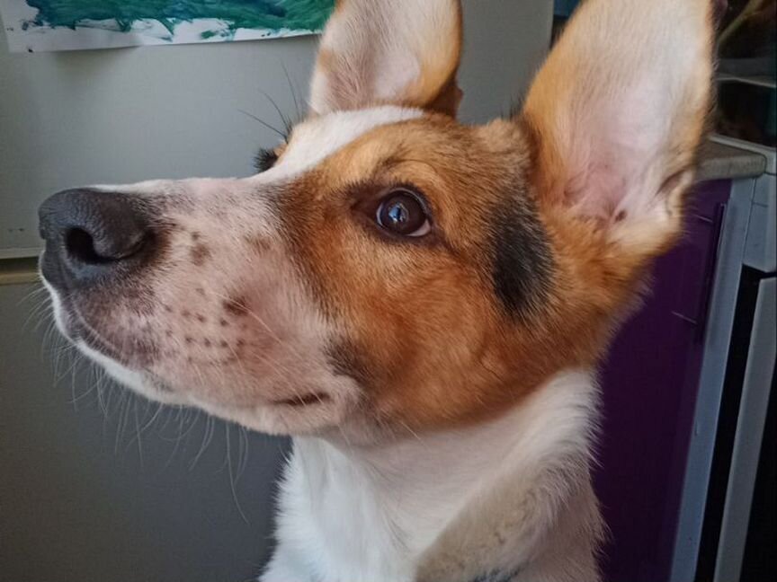 Отдам в добрые руки друга Чарли