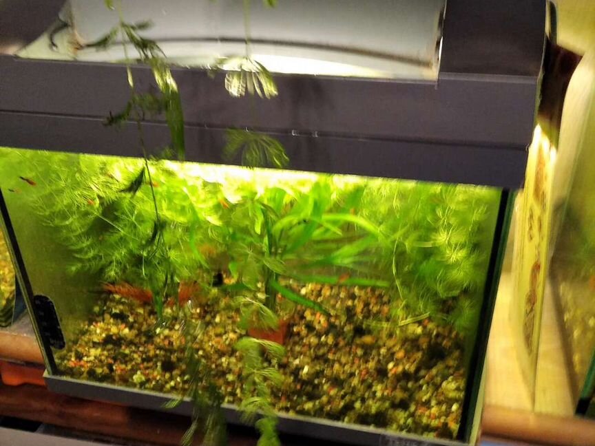 Водоросли Рогалисник