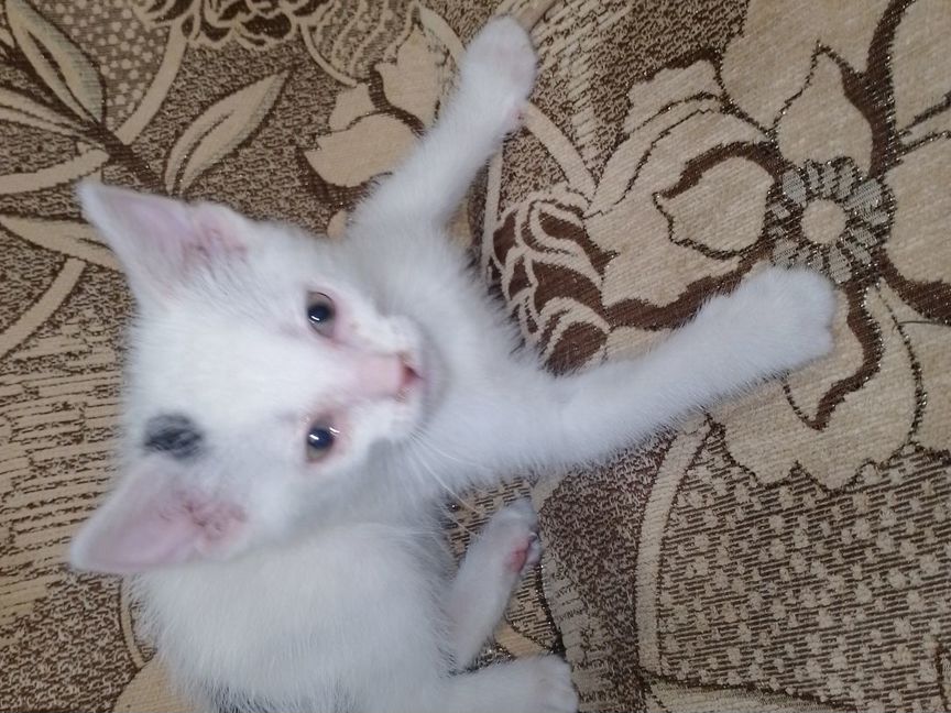 Отдам котят в добрые руки Санкт- Петербург