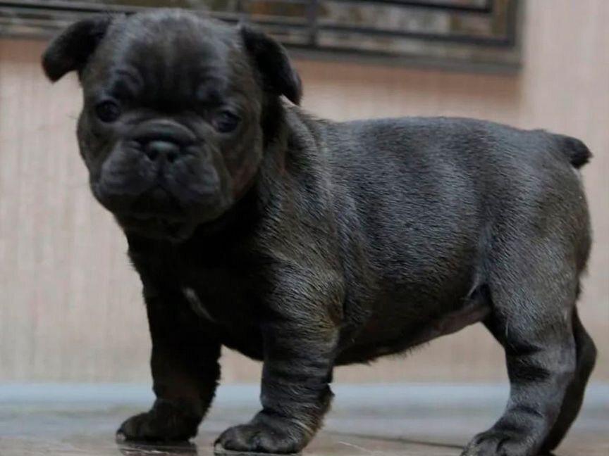 Французский бульдог щенок девочка