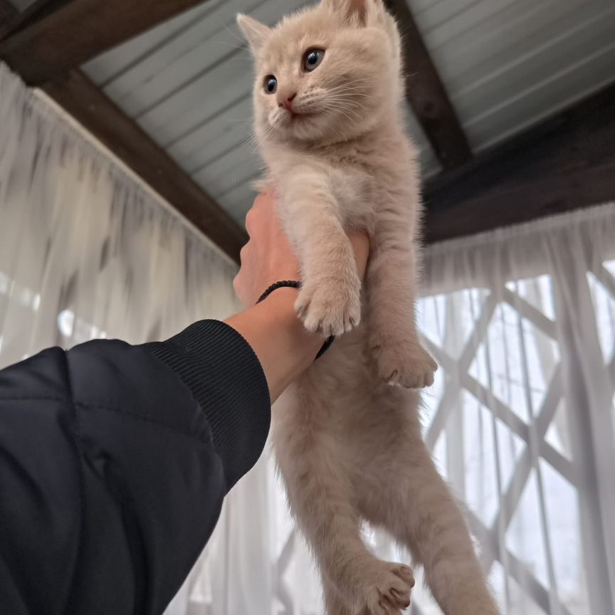 Поиск семьи. Иначе котенка оставят на даче