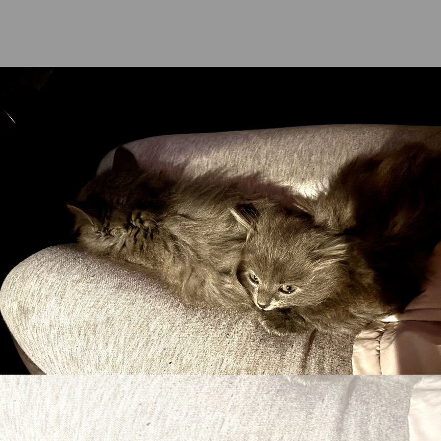 Котята