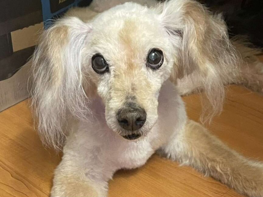 Айка ждёт хозяина