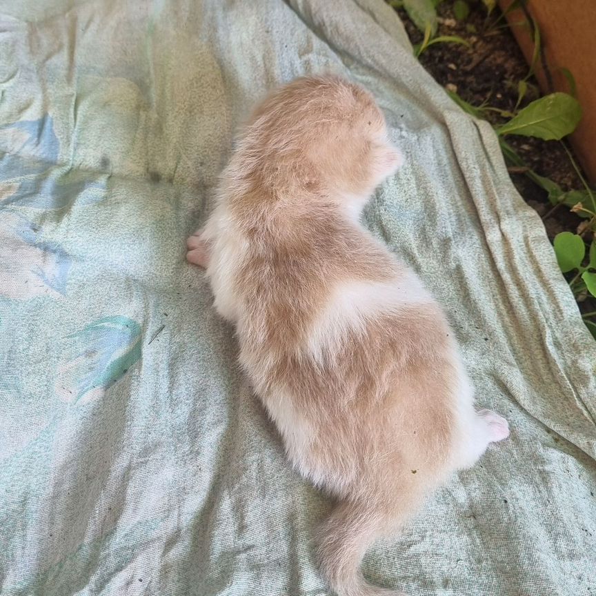 Котёнок в добрые руки