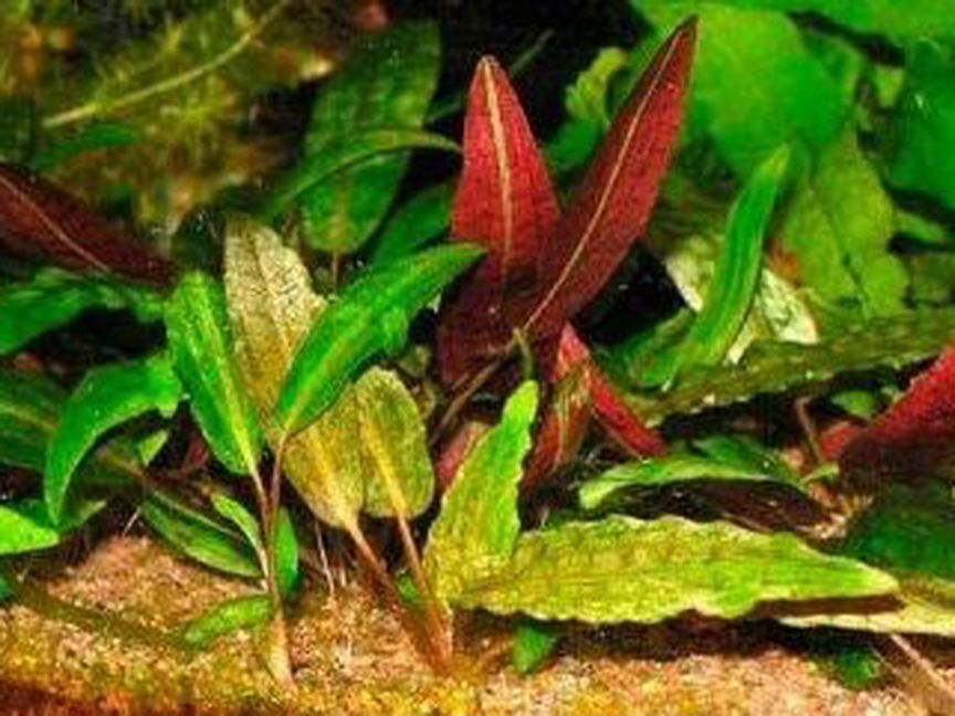 Криптокорина, Сагиттария