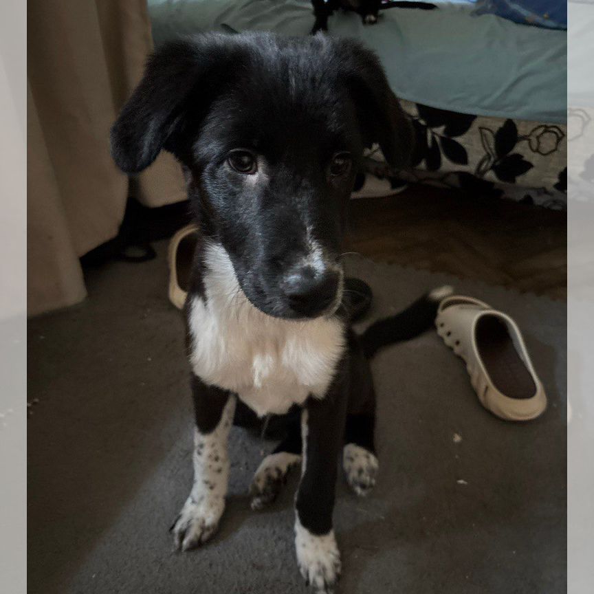 Щенок в добрые руки