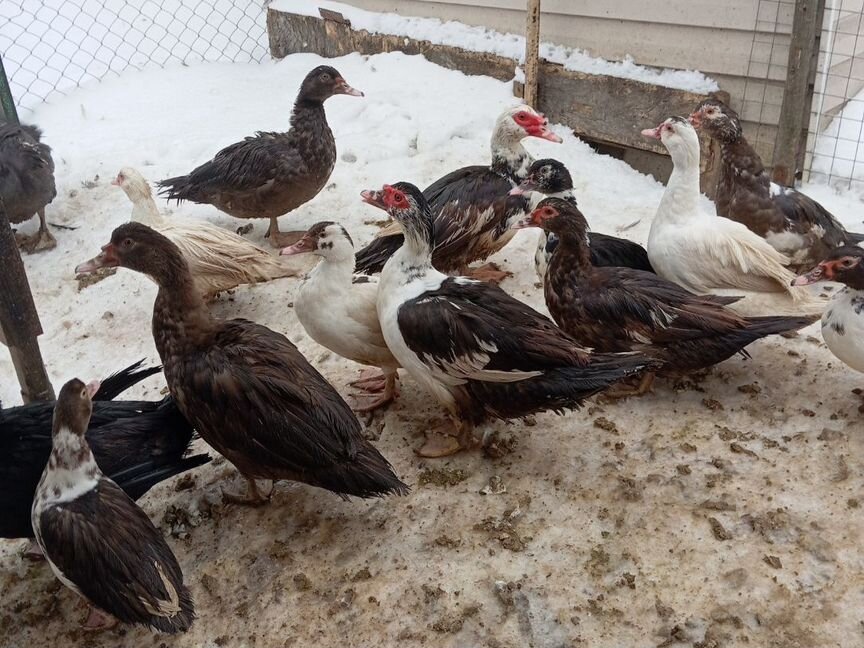 Мускусные утки