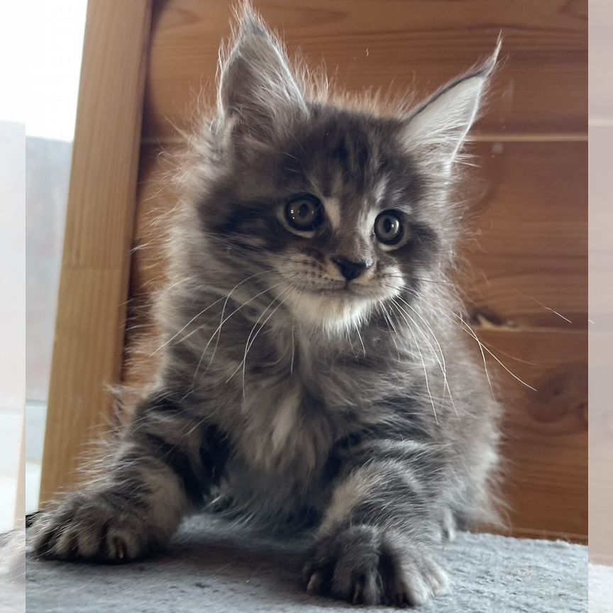 Мейн-кун котёнок
