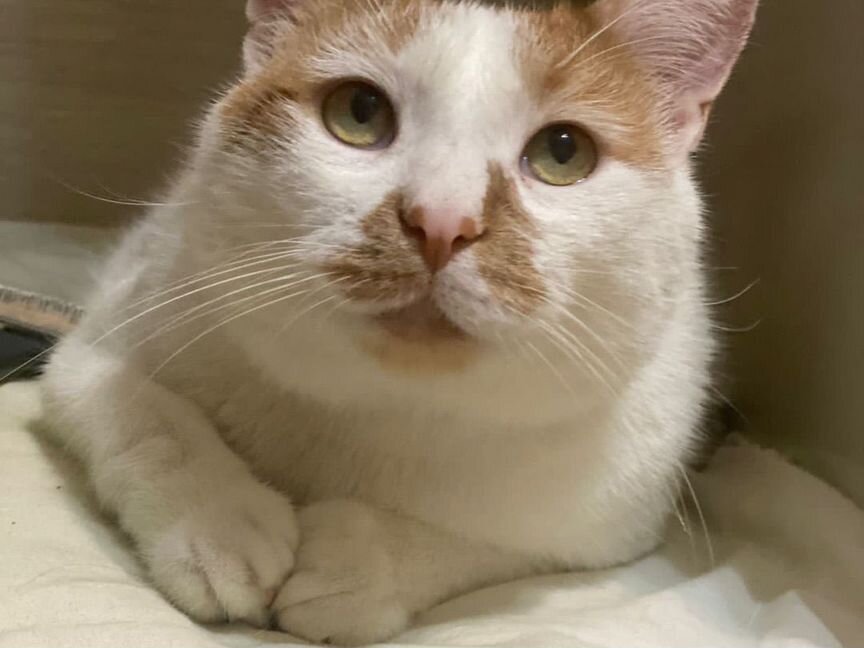 Котик 3х лет