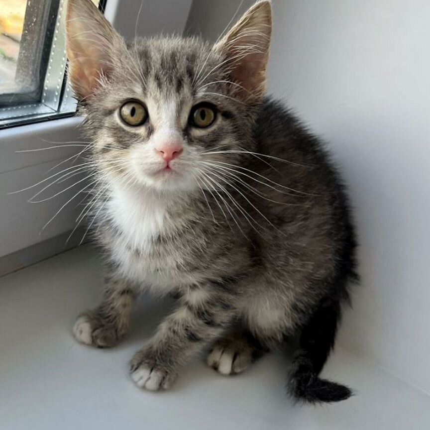 Котёнок девочка,бесплатно