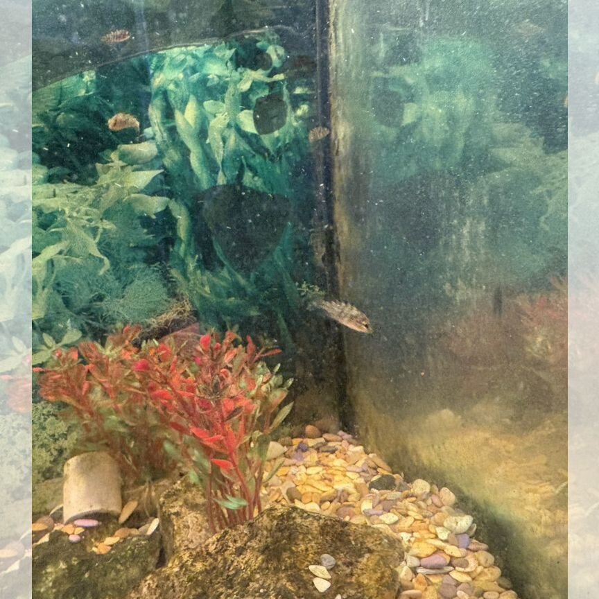 Мальки цихлид