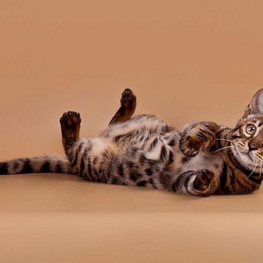 Бенгальские котята