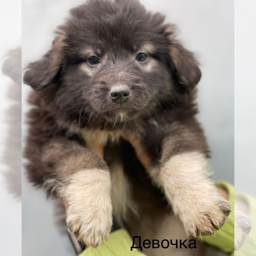 Щенок в добрые руки