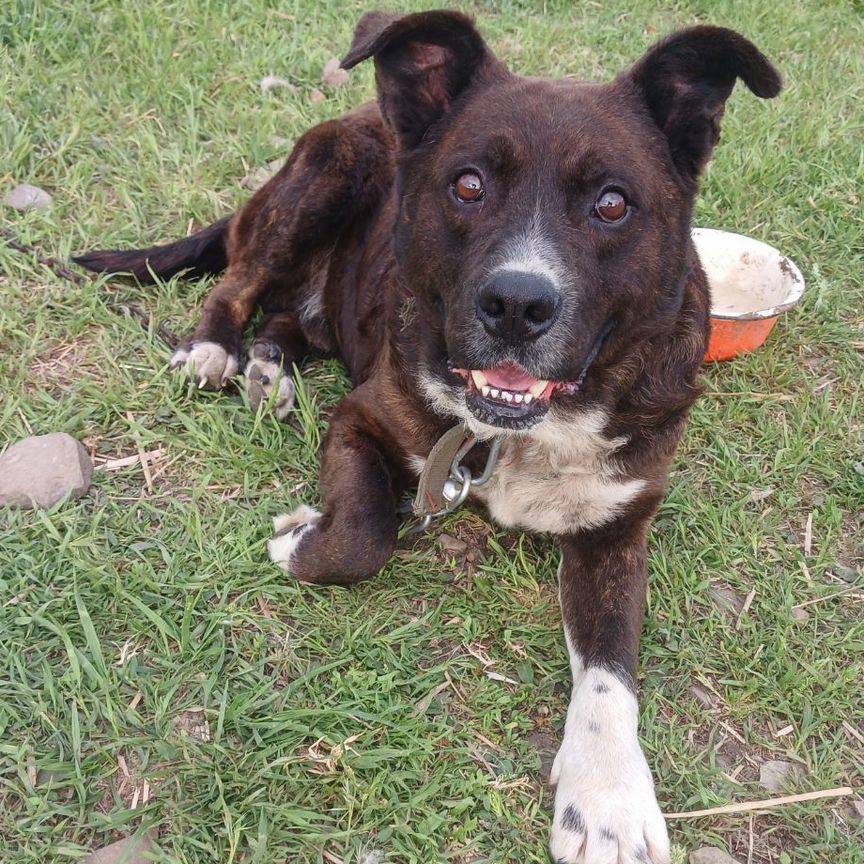 Пес Филя ищет дом