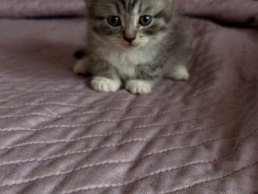 Шотландские котята