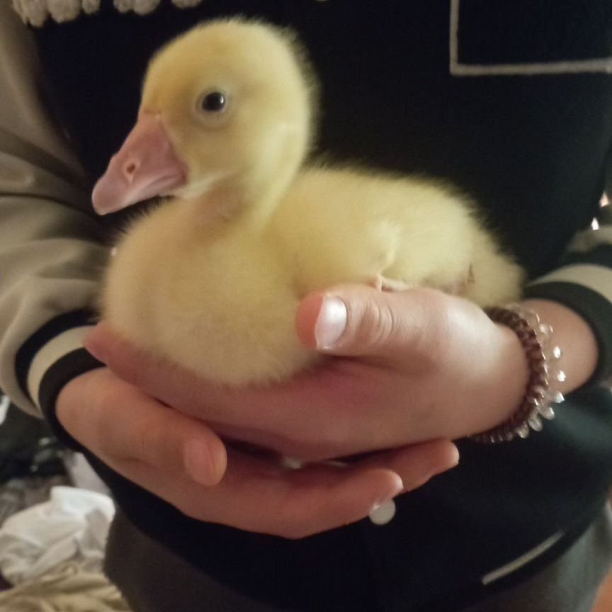 Продам гусят