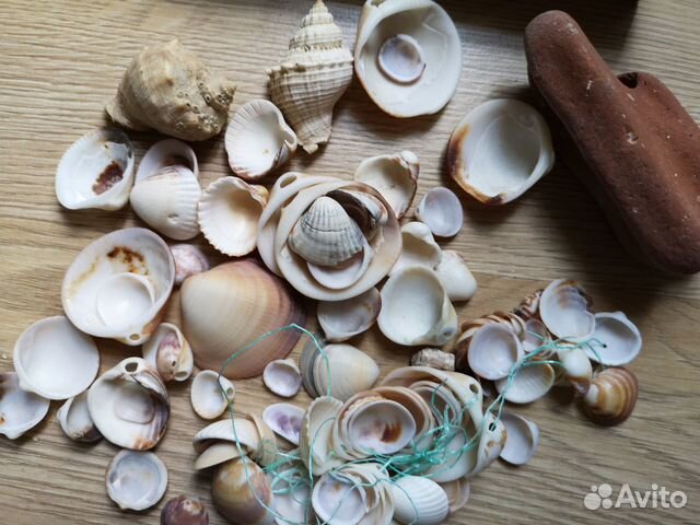 Ракушки и камушки в аквариум