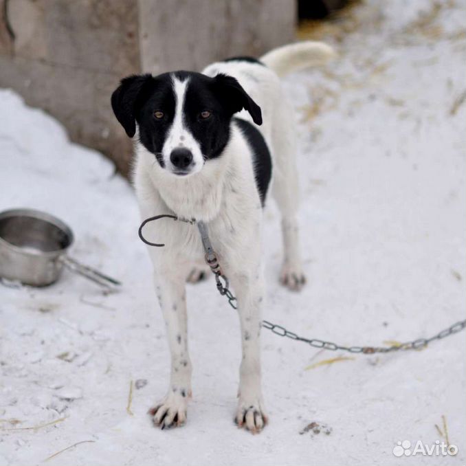 Ляля ищет дом