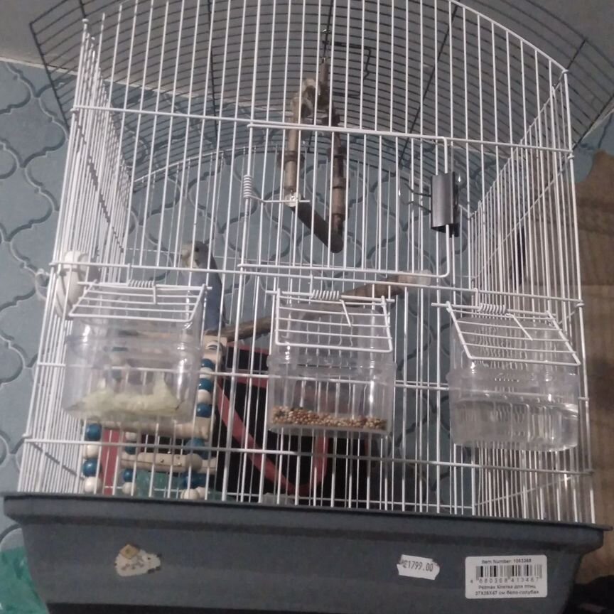 Волнистый попугай с клеткой