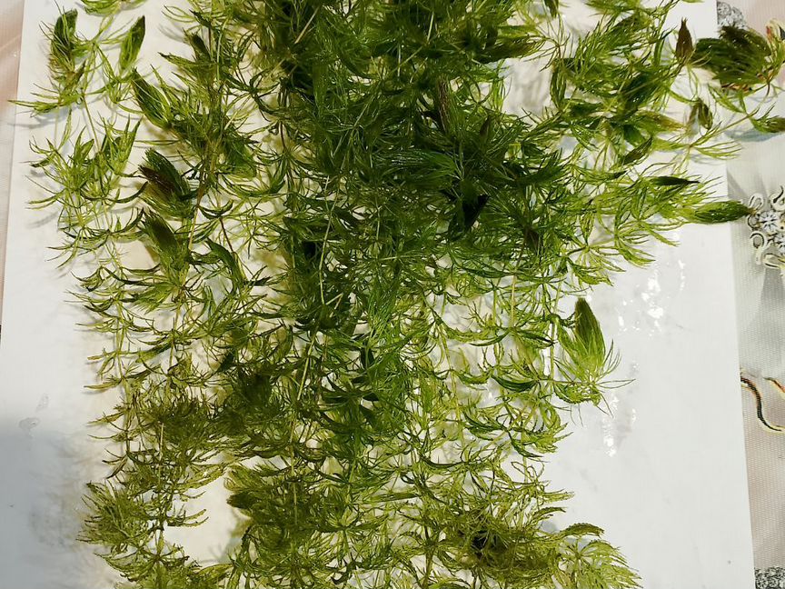 Аквариумные растения (роголистник, элодея)