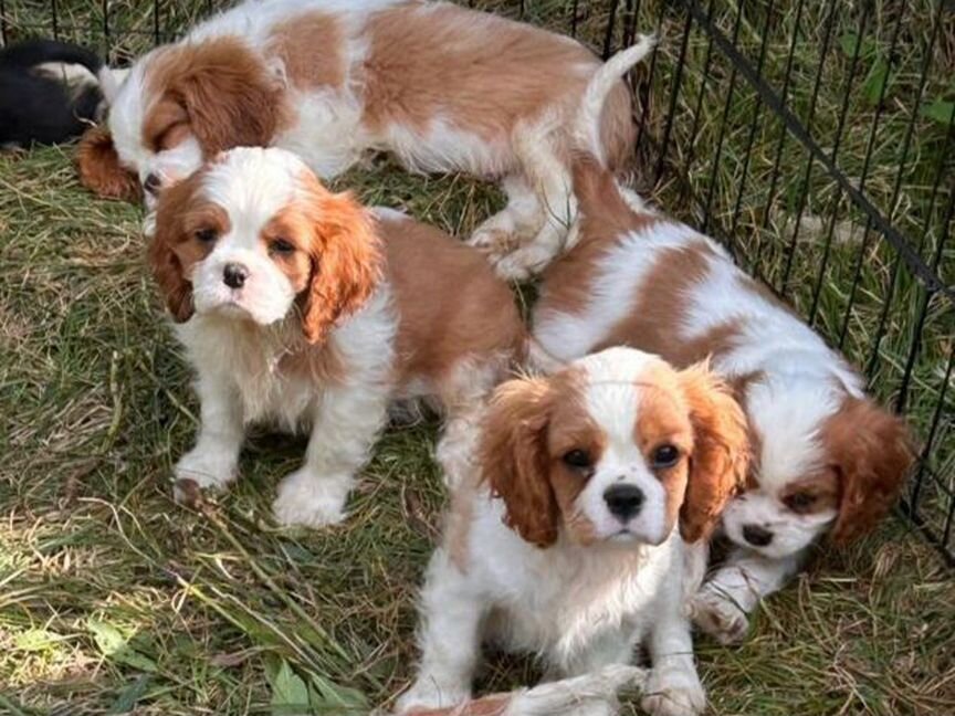 Кавалер кинг чарльз спаниель