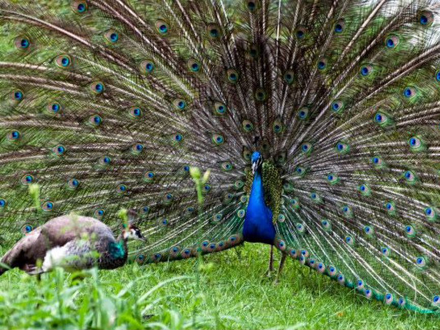 Продаются павлины