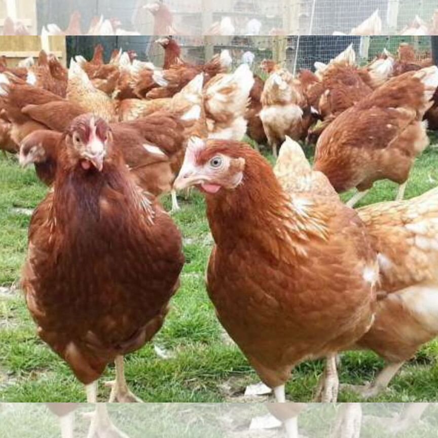 Куры несушки с доставкой