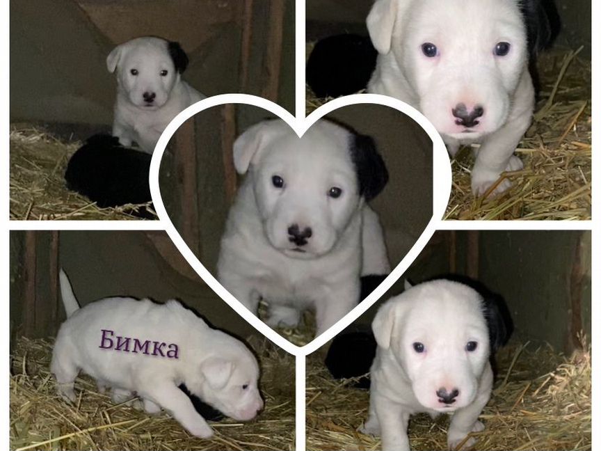 Белый щенок