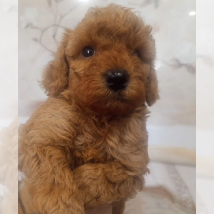 Той-пудель, щенок